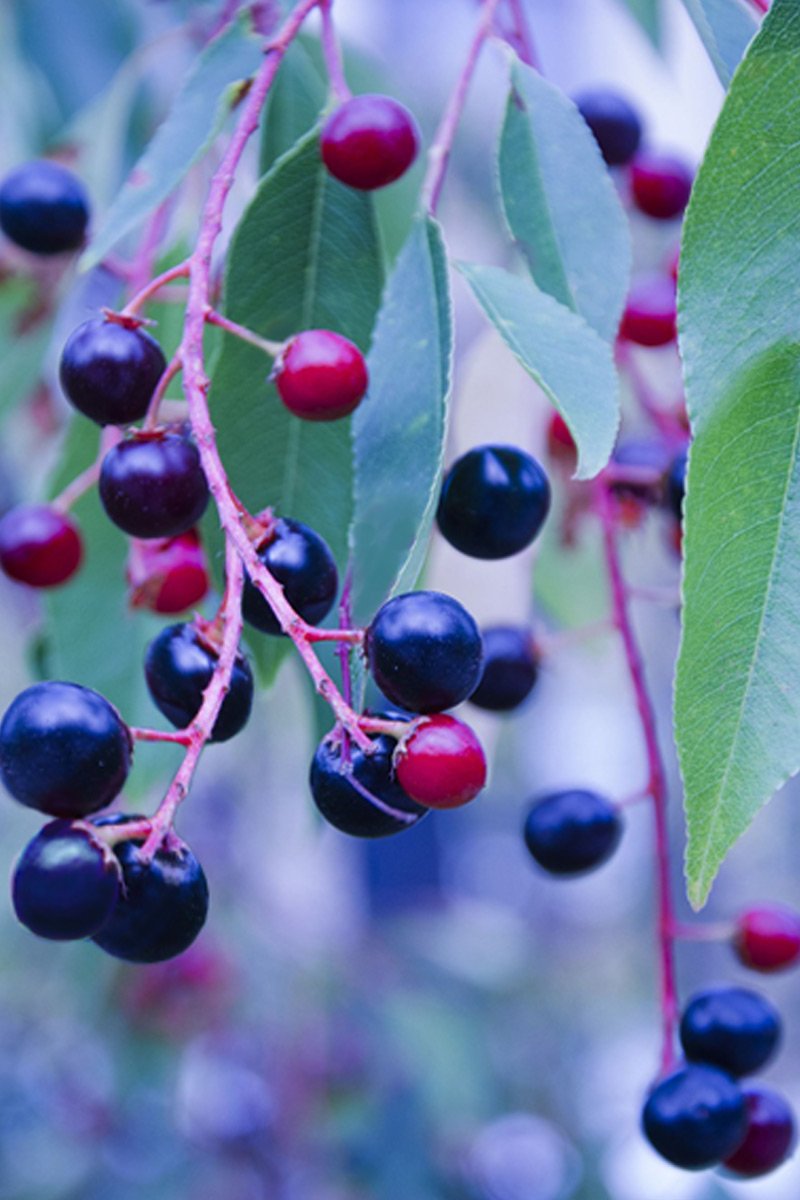 Huckleberry Food Gifts | Made In Washington | Northwest Huckleberries
