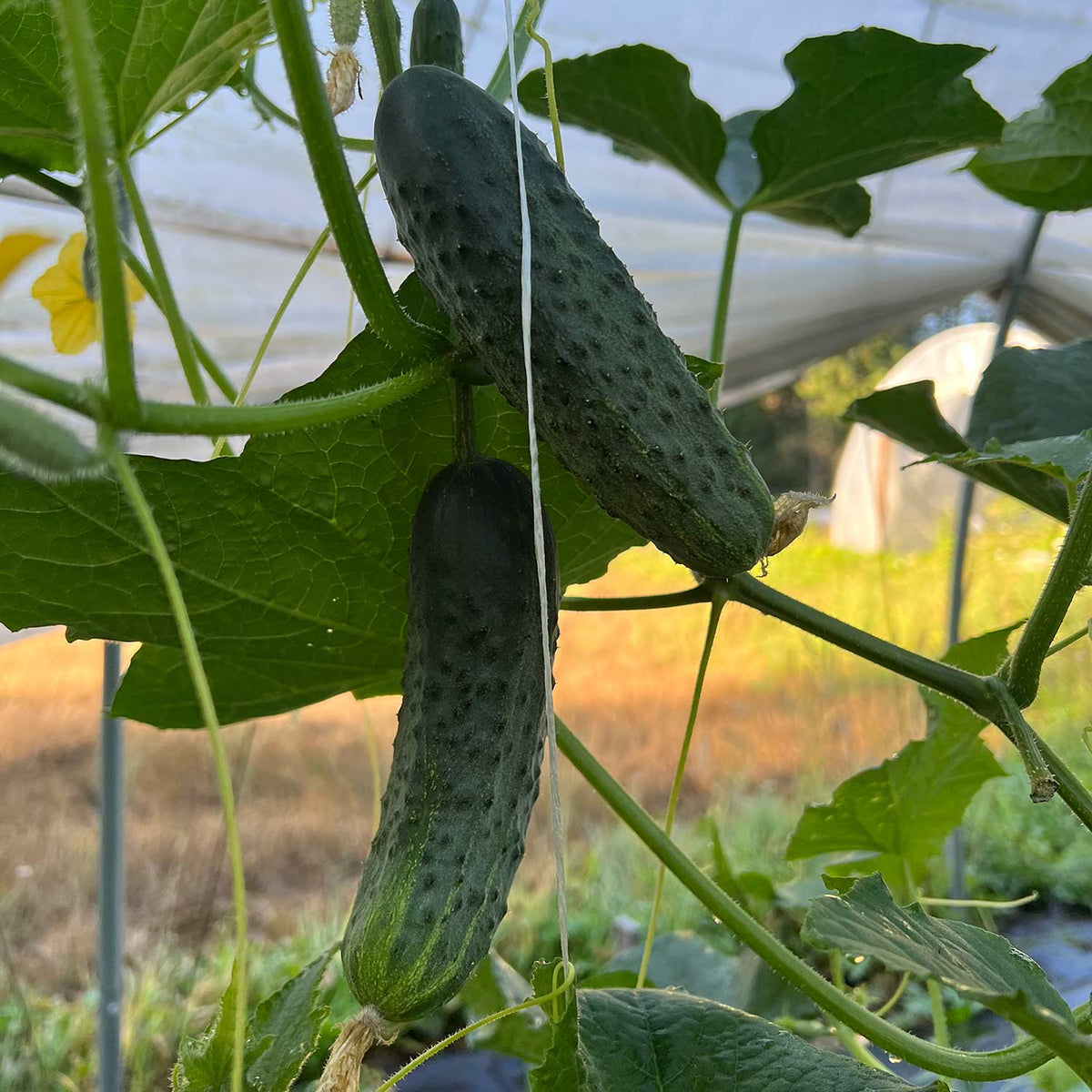 Fall City Farms Dill Pickles | Made In Washington | Local Food Gifts